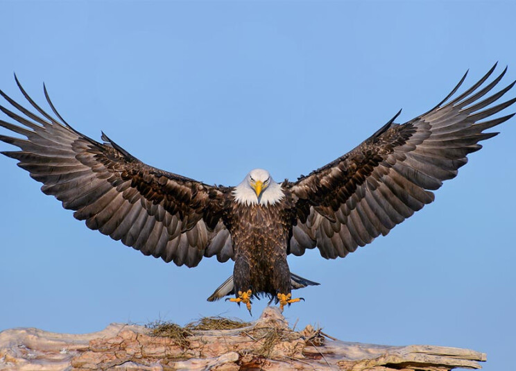 الجمهورية | 16 ألف دولار.. تعويضات عن موت نسر وصقر!