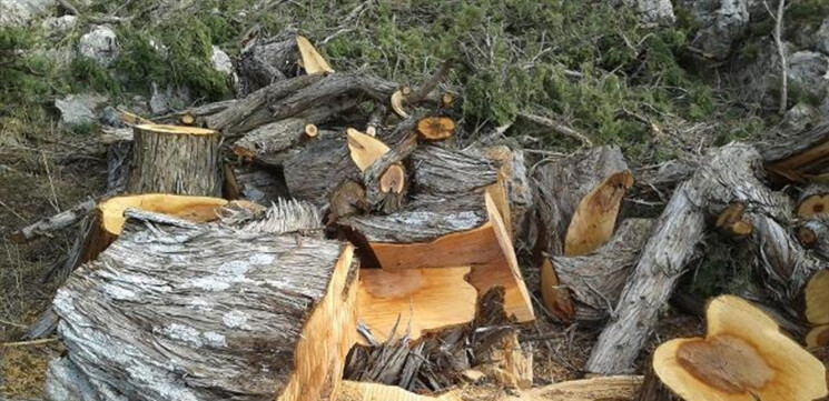 الجمهورية | إجرام بيئيّ في غابات فنيدق القموعة